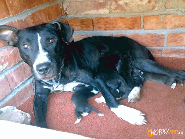 pui pitbull din parinti game - Hobby-Zoo.ro