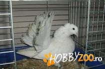 Porumbei de rasa si Turturele - Hobby-Zoo.ro
