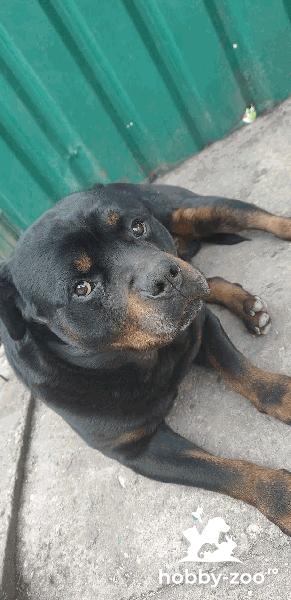 Imperechere rottweiler - Hobby-Zoo.ro