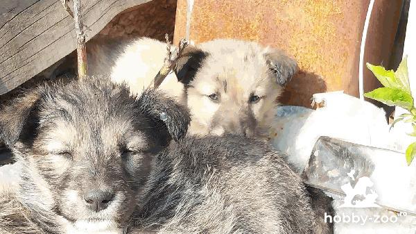 ofer spre adoptie 3 pui de catel, varsta doua luni - Hobby-Zoo.ro