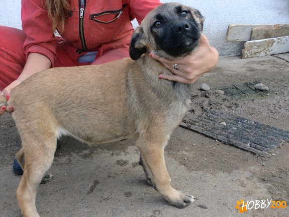 Metis Ciobanesc Malinois - Hobby-Zoo.ro