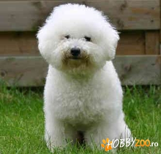Imperechere Bichon bolognez femela - Hobby-Zoo.ro