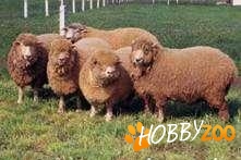ovine tigaie de lapte cu miei - Hobby-Zoo.ro