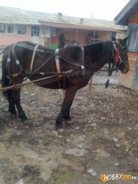 Vand/schimb Iapa 8ani 1800lei - Hobby-Zoo.ro