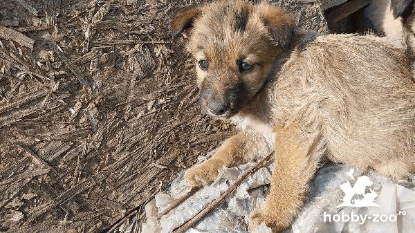 ofer spre adoptie 3 pui de catel, varsta doua luni - Hobby-Zoo.ro