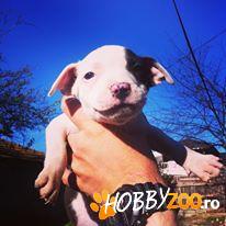 pui de pitbull din parinti game - Hobby-Zoo.ro