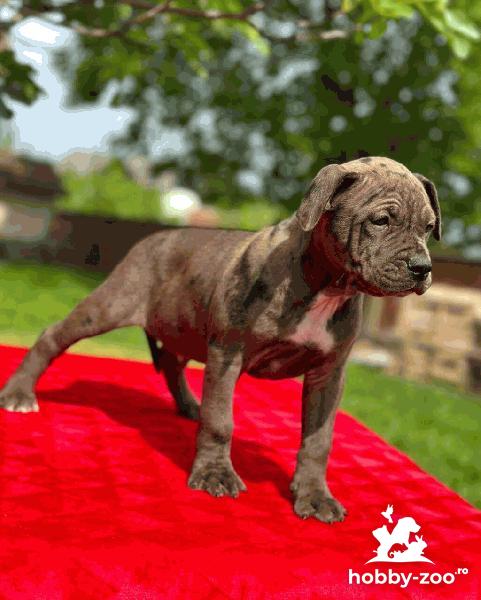 American Pit Bull Terrier catelusi de vanzare - Hobby-Zoo.ro
