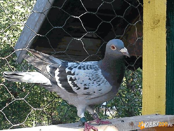 Porumbei Voiajori Sport - Hobby-Zoo.ro