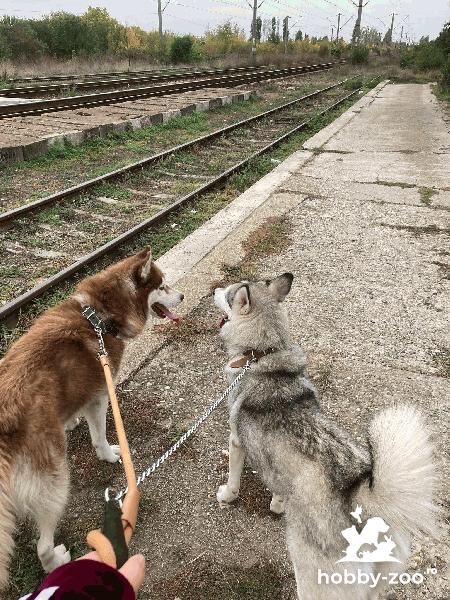 Vand catelus husky siberieni - Hobby-Zoo.ro