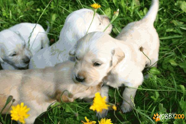 catelusi Golden Retriever - Hobby-Zoo.ro