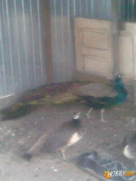 vand pauni - Hobby-Zoo.ro