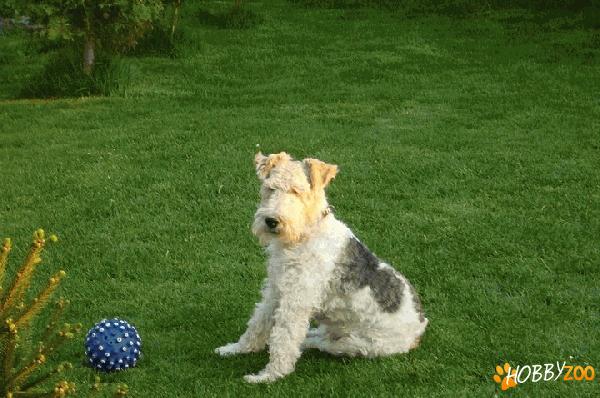 FOX TERRIER SARMOS de vanzare - Hobby-Zoo.ro