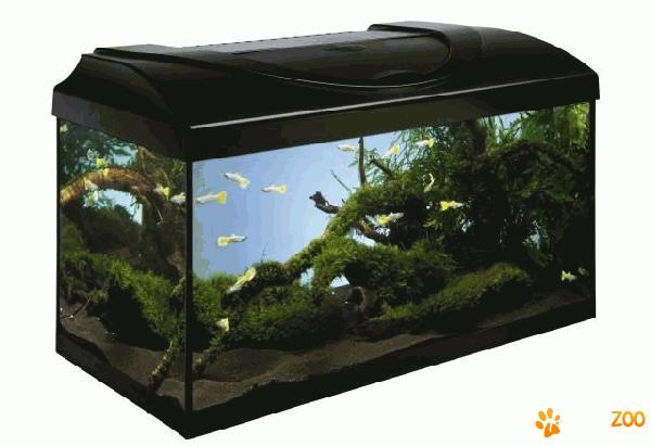 vand Acvariu nou 60l sigilat - Hobby-Zoo.ro