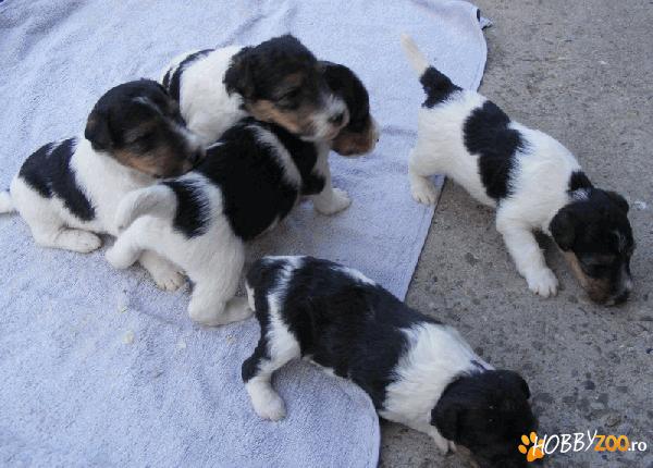 vand fox terrier sarmos - Hobby-Zoo.ro
