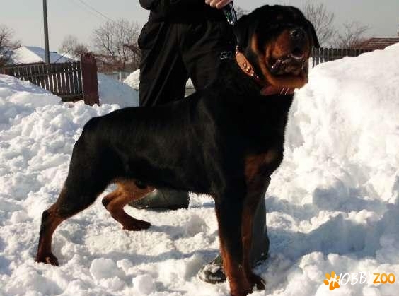 imperechere rottweiler - Hobby-Zoo.ro