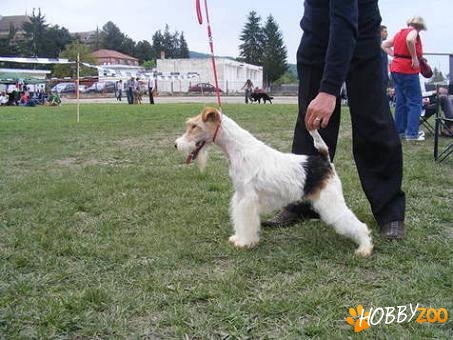 Fox Terrier Sarmos - Hobby-Zoo.ro