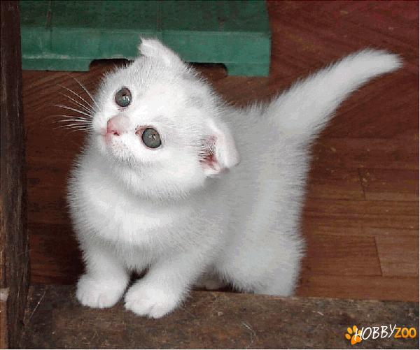 Pisoi Scottish Fold albi - Hobby-Zoo.ro