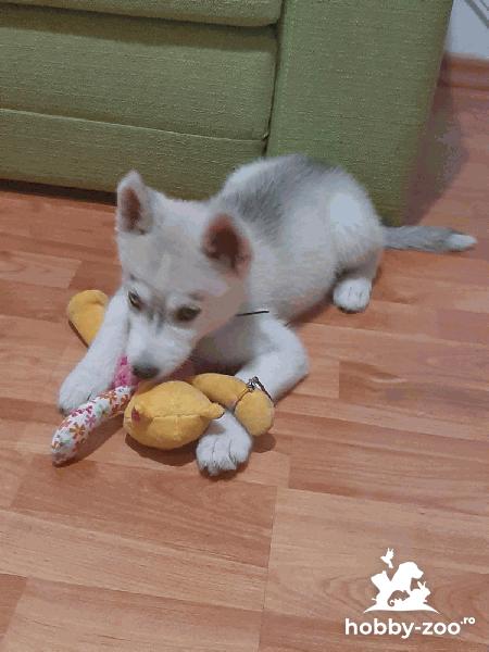 Pui husky siberian bi-eyed - Hobby-Zoo.ro
