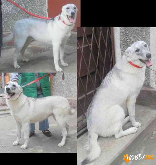 Metis HUSKY spre adoptie - Hobby-Zoo.ro